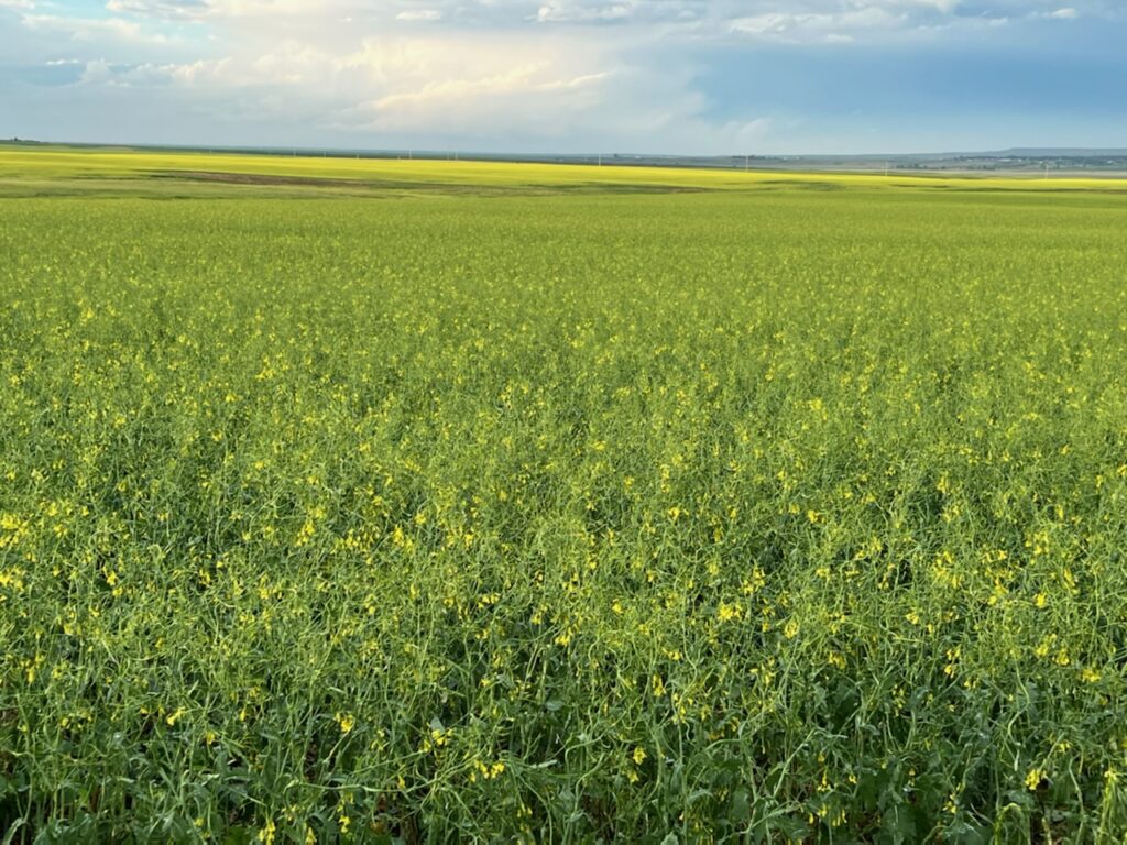Pacific Northwest Canola Growers Calendar of Events